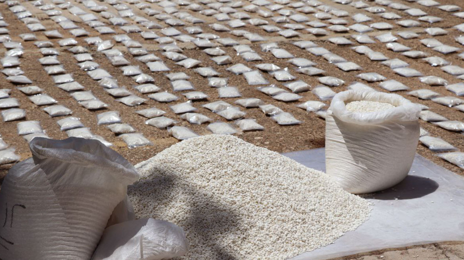 Li Der’a û ser sînorê Libnanê bi milyonan hebên hişber hatin girtin