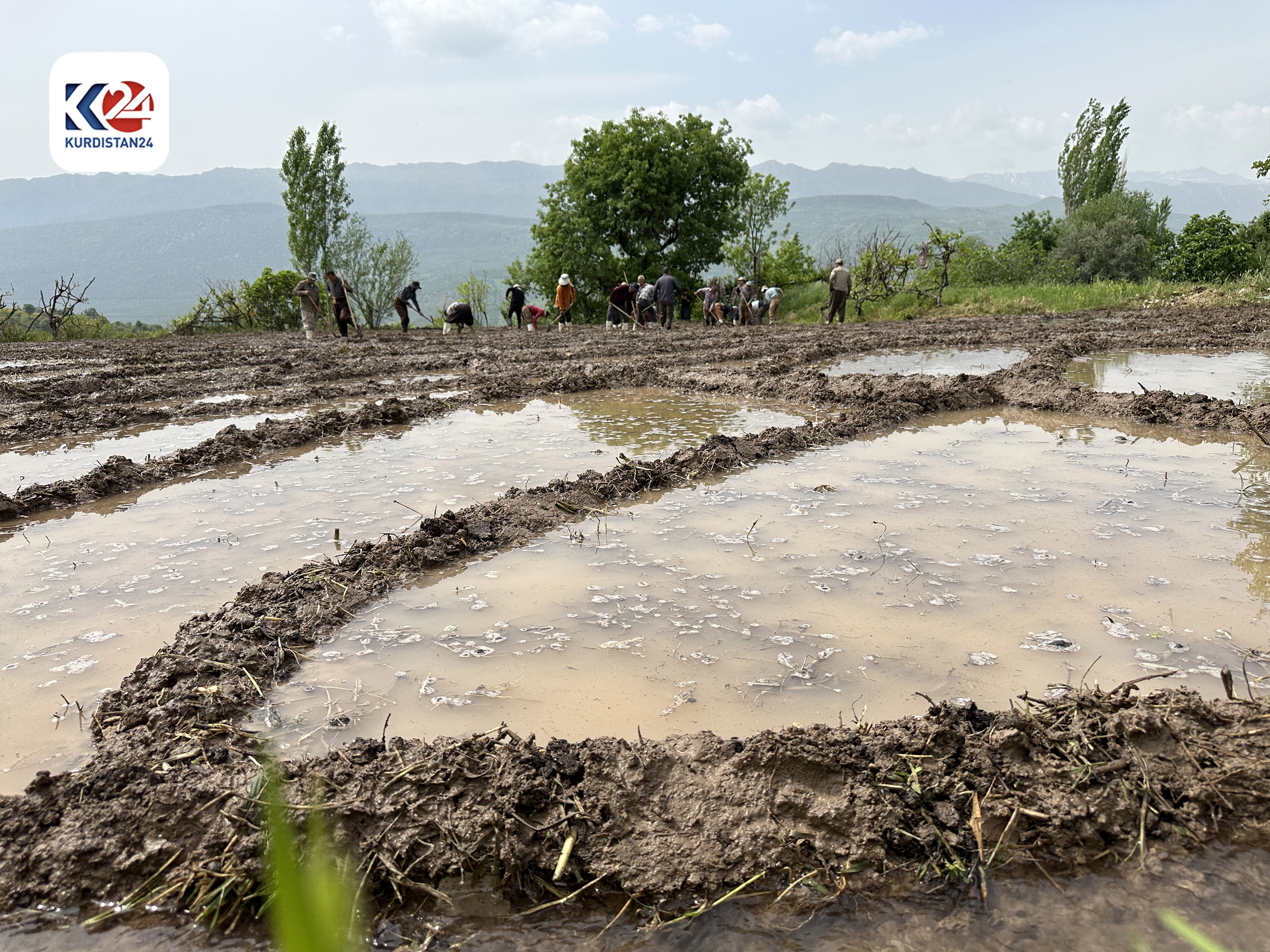 PHOTOS: Rice planting in Amedi district