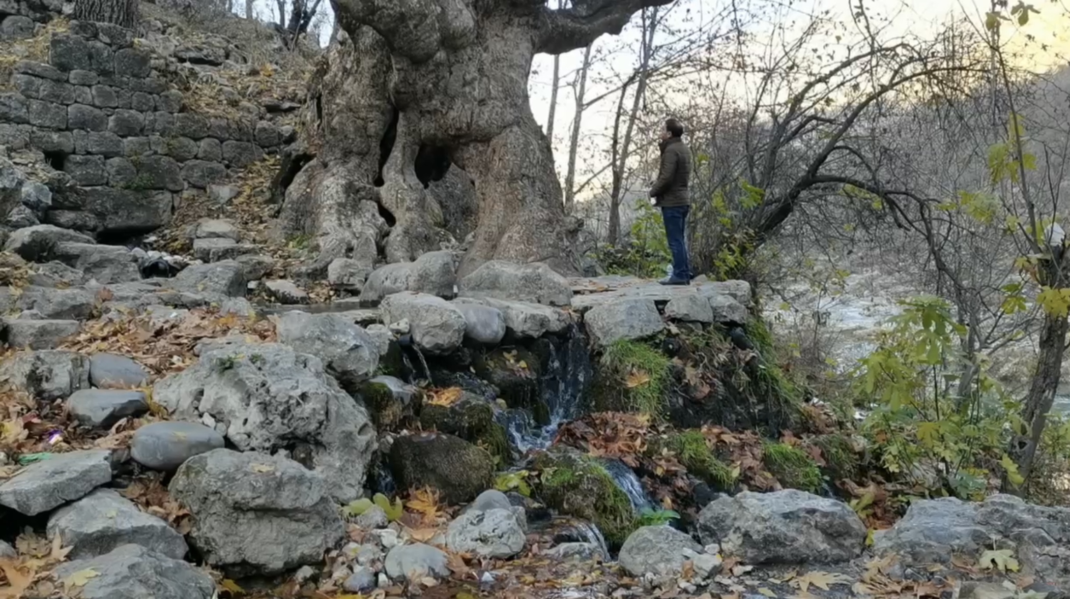 The oldest tree in Duhok still lives to offer unique beauty