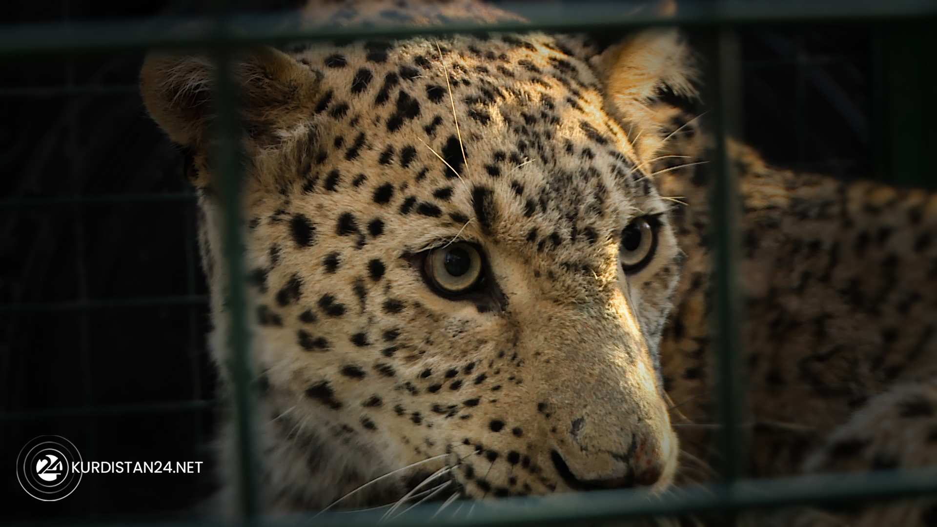 Rare leopard captured in Duhok province