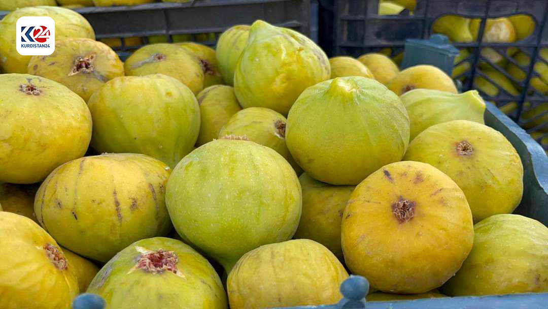 Koye ilçesine bağlı Teqteq bölgesinde incir mevsimi