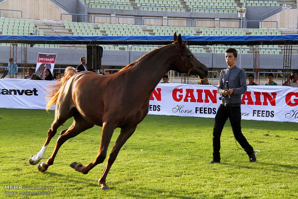 فێستیڤاڵی ئەسپی رەسەنی کوردیی له‌ كرماشان به‌ڕێوه‌چوو