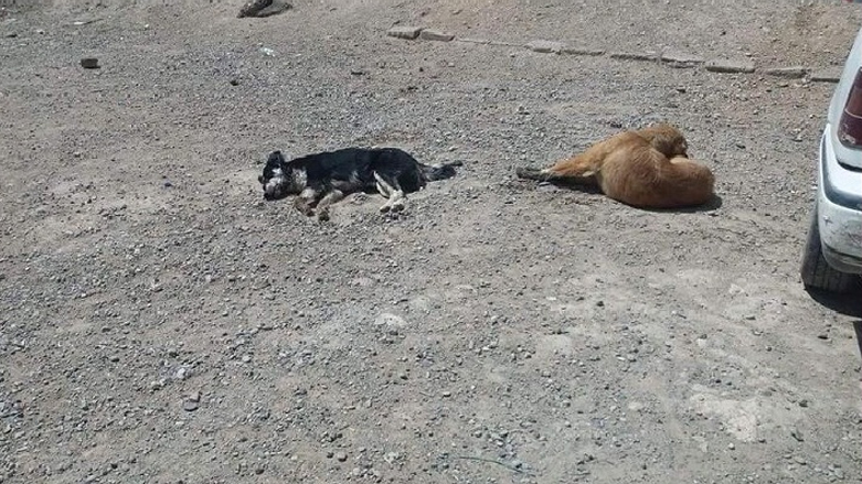 PHOTOS: Iraqi authorities in Diyala use poisoned meat to exterminate ...