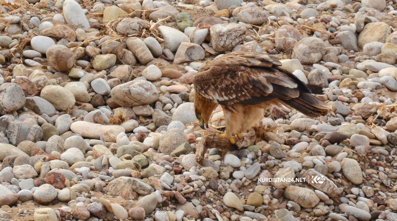 PHOTOS: A glance at wildlife in the Kurdistan Region's Garmiyan