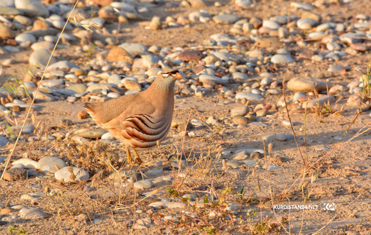 PHOTOS: A glance at wildlife in the Kurdistan Region's Garmiyan